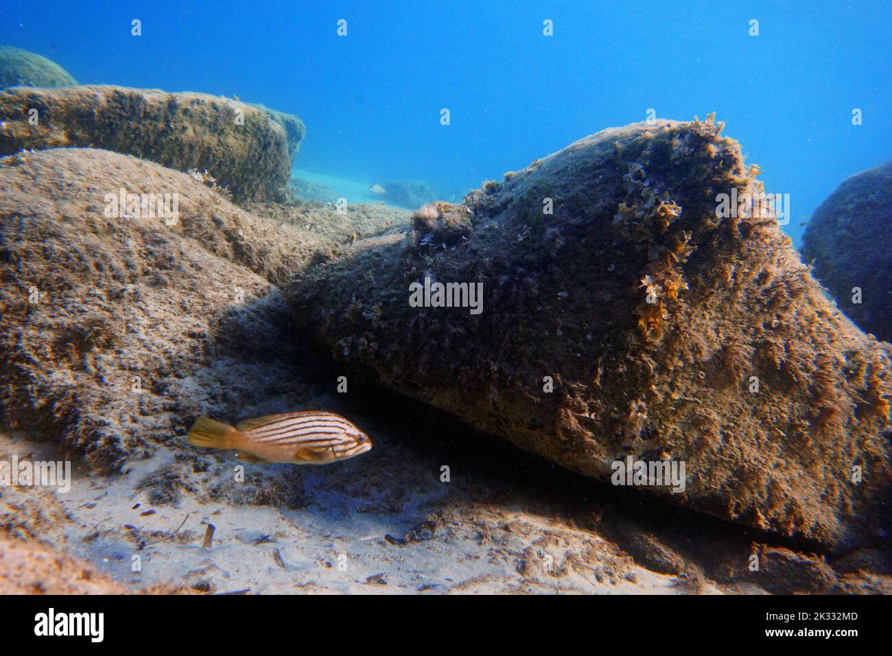The Goldblotch grouper (Epinephelus costae) is a marine fish native to ...