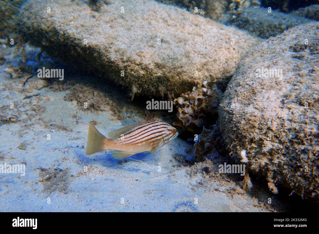 The Goldblotch grouper (Epinephelus costae) is a marine fish native to ...