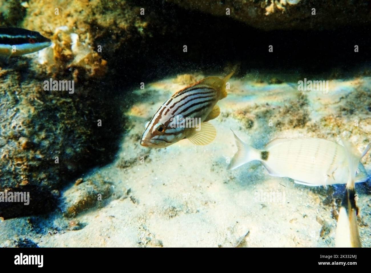 The Goldblotch grouper (Epinephelus costae) is a marine fish native to ...