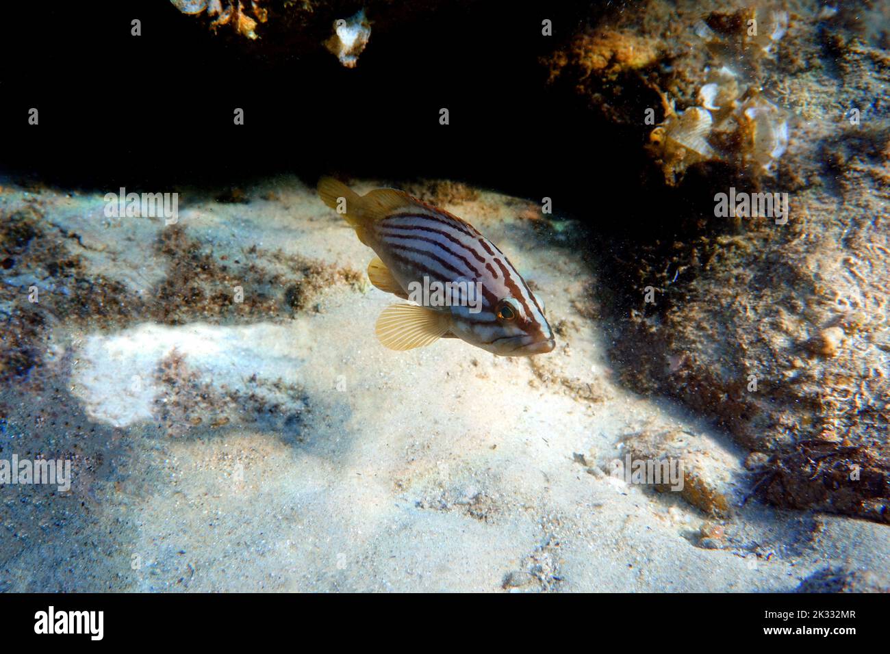 The Goldblotch grouper (Epinephelus costae) is a marine fish native to ...