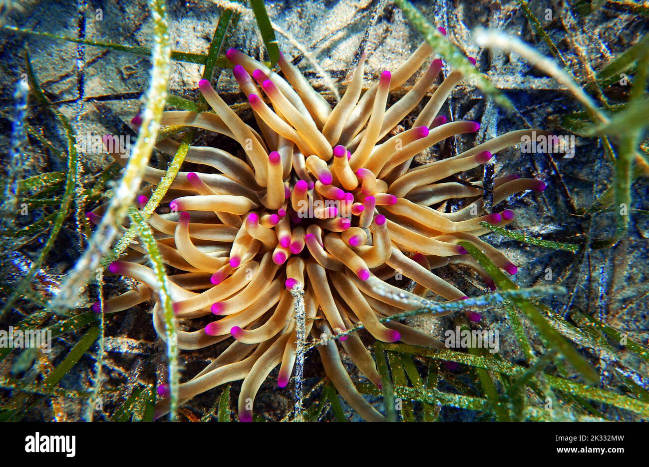 Golden anemone -(Condylactis aurantiaca), sea anemone in to the ...