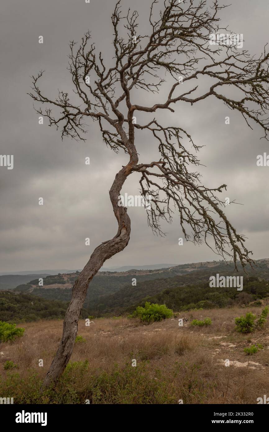 Texas hill country dead trees hi-res stock photography and images - Alamy