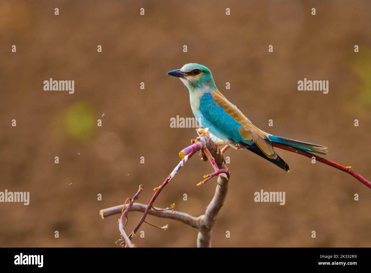 European roller birds hi-res stock photography and images - Alamy