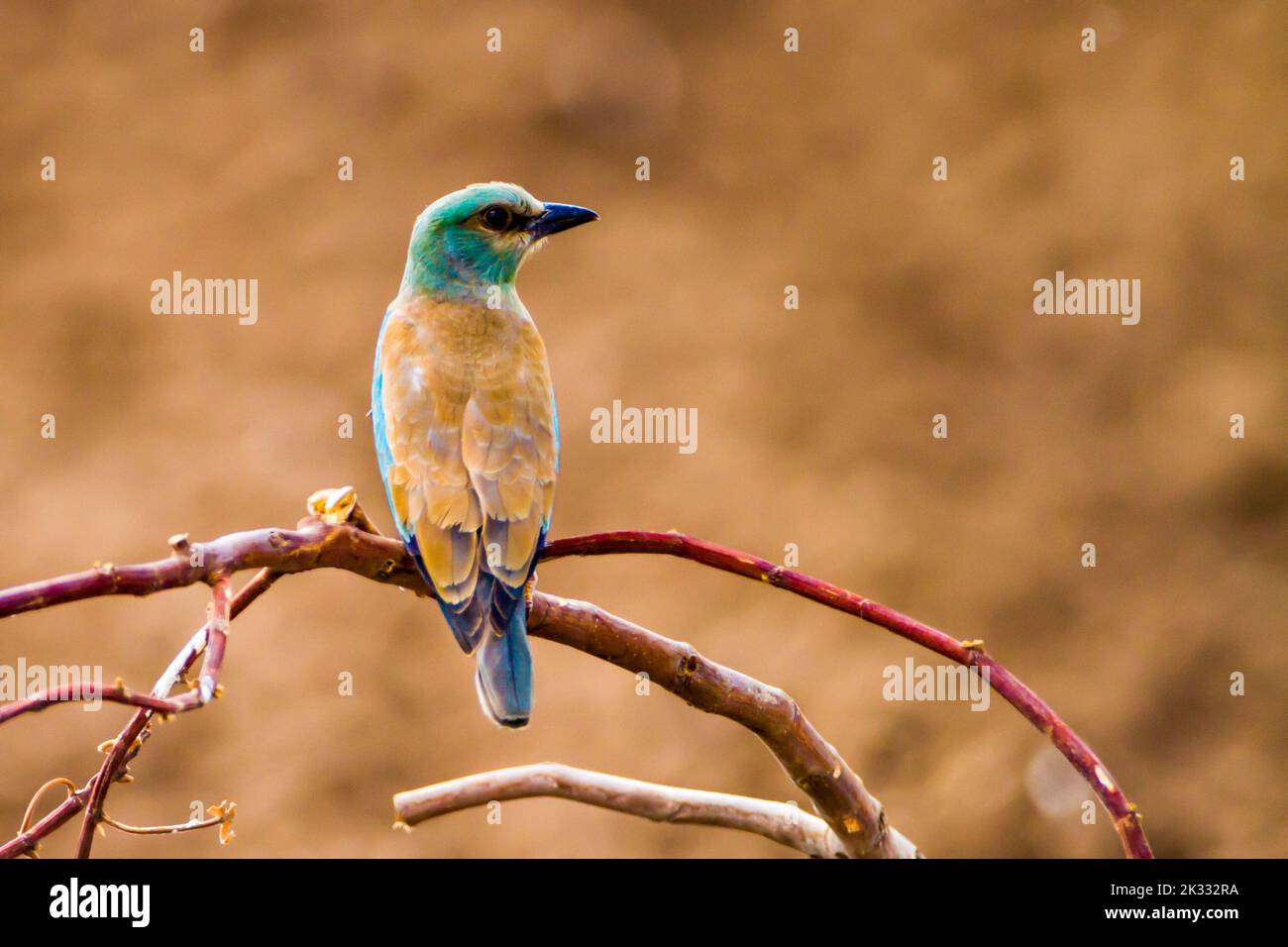 European roller birds hi-res stock photography and images - Alamy