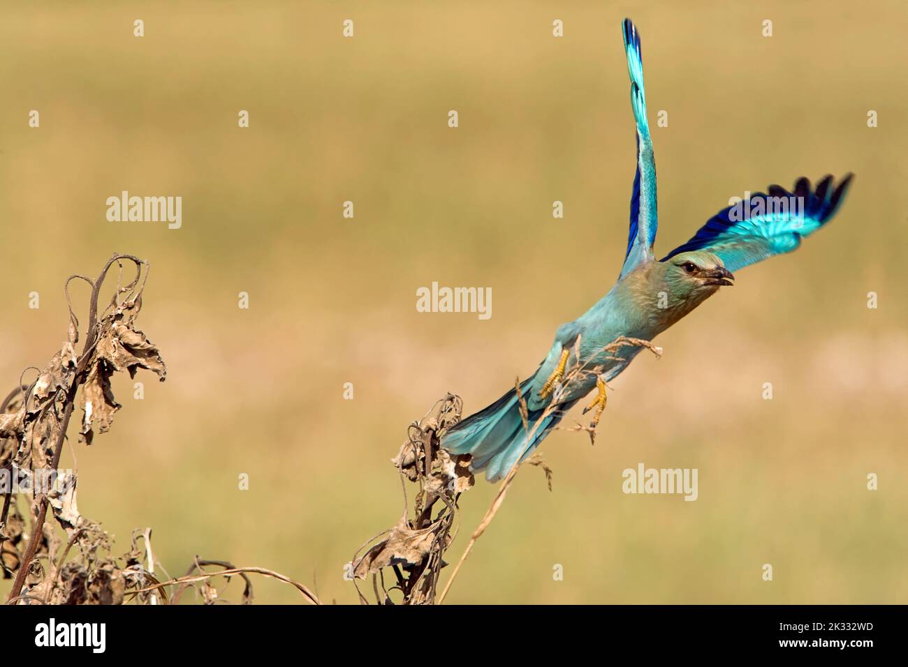 European roller in flight hi-res stock photography and images - Alamy