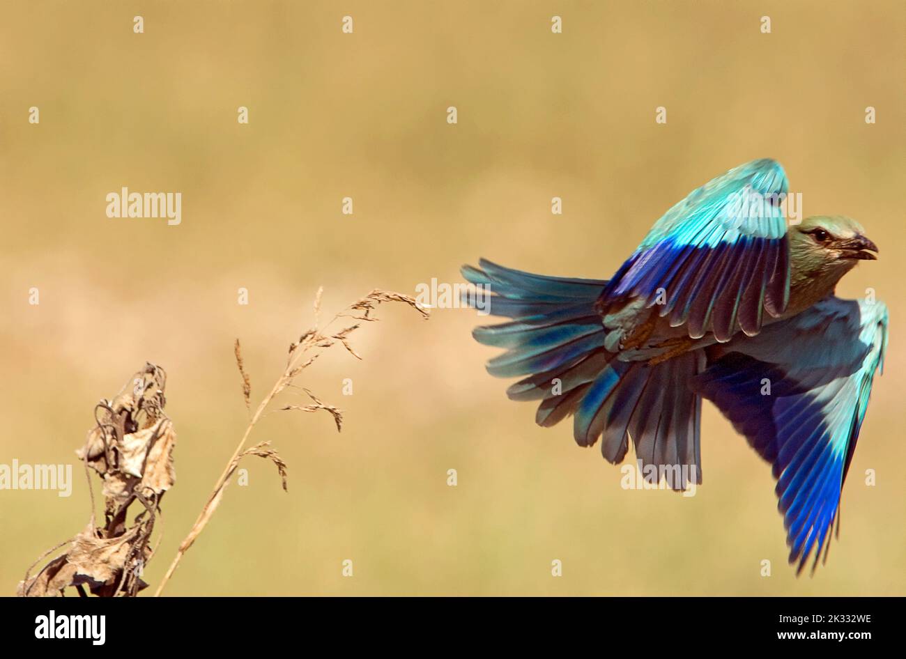 European Roller (Coracias garrulus) flying Stock Photo - Alamy