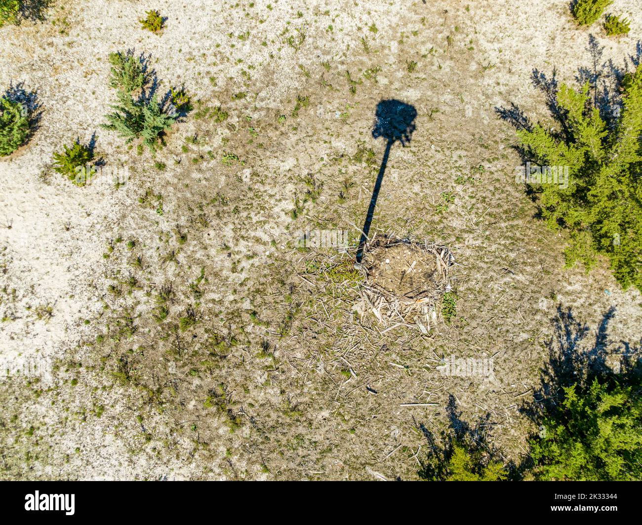aerial view of an osprey nest Stock Photo - Alamy