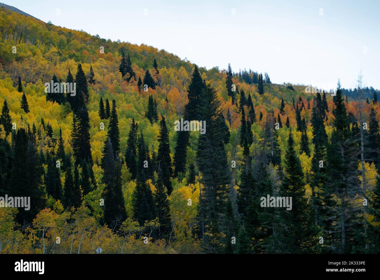 A beautiful hillside with fur trees in autumn Stock Photo - Alamy
