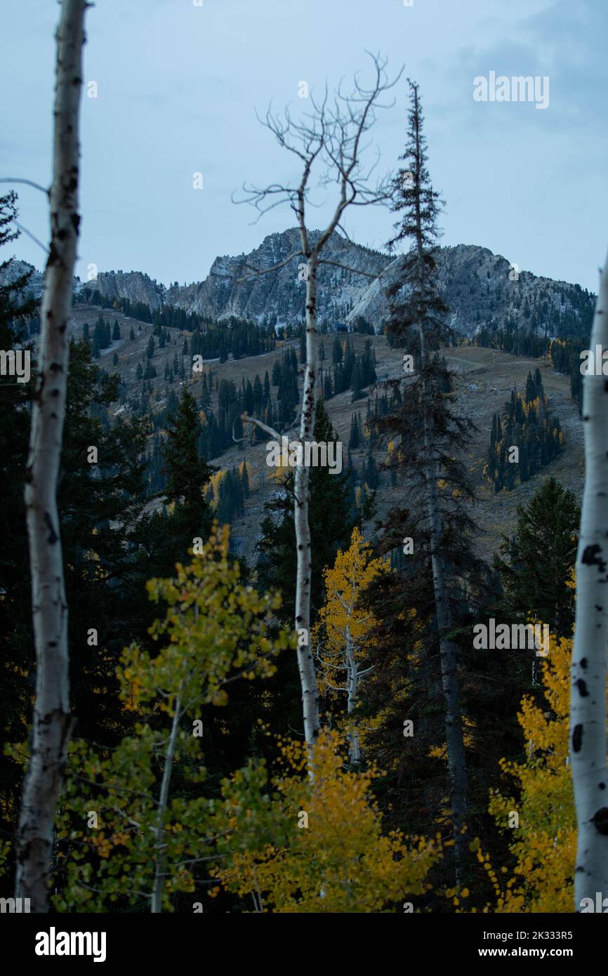 A beautiful hillside with fur trees in autumn, a vertical shot Stock ...