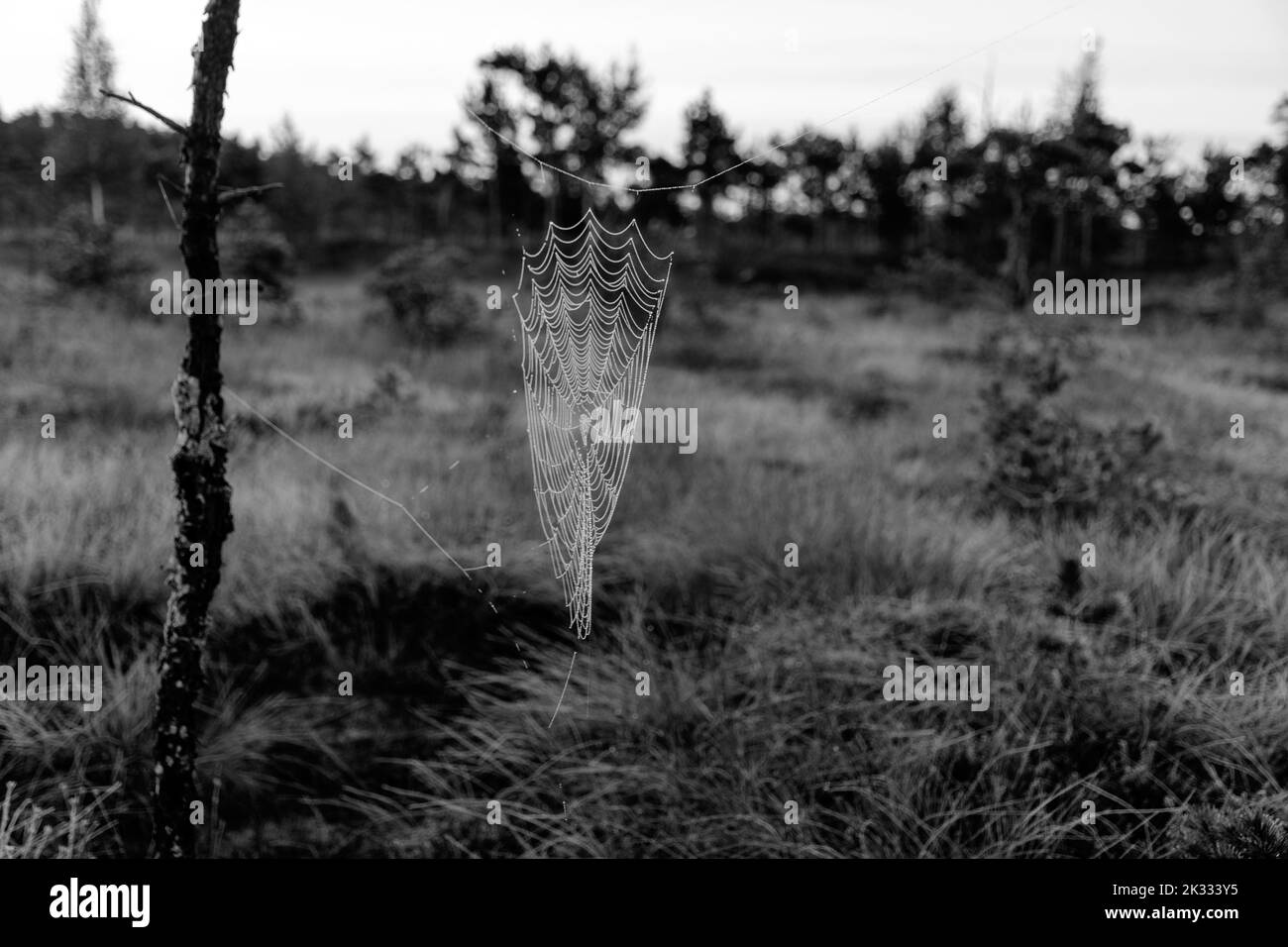 spider web, black silhouettes of trees in the backlight, swamp at ...