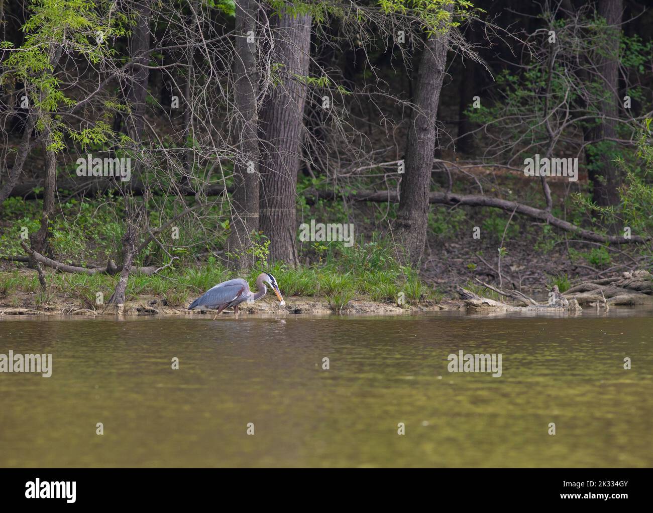 Great blue heron that just caught a fish at Jordan Lake in North ...