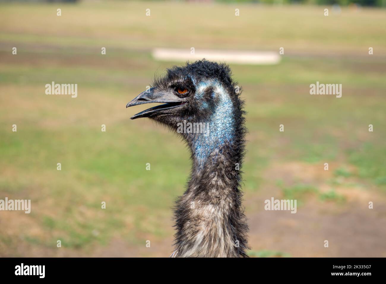 Emu (Dromaius novaehollandiae). A large Australian flightless bird ...