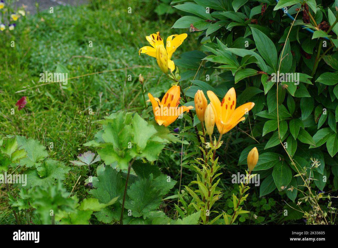 Yellow flowers of asiatic lily hi-res stock photography and images - Alamy