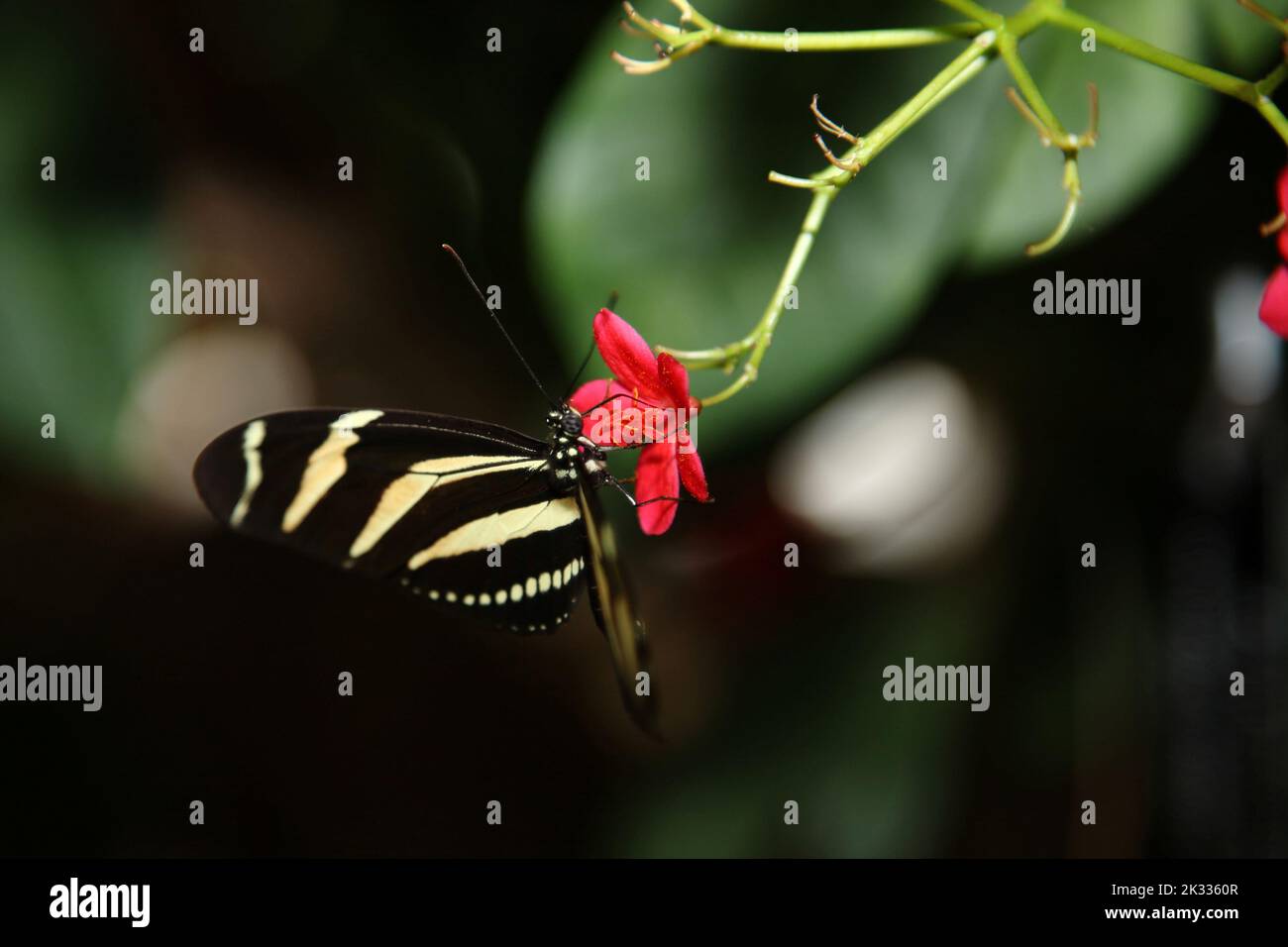 Zebrafalter / Zebra longwing / Heliconius charithonia - Heliconius ...