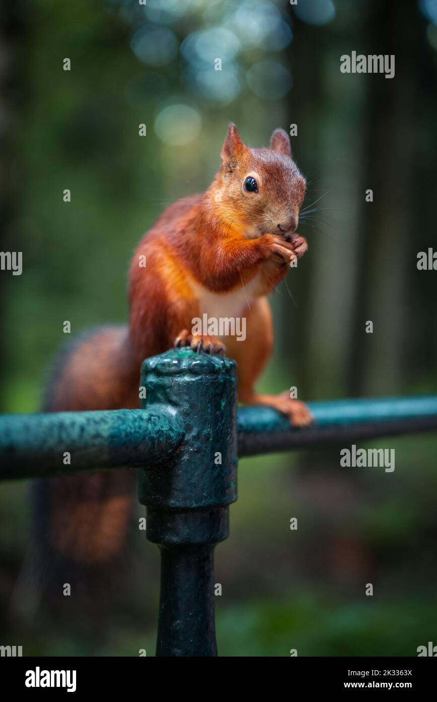Red squirrel eating a nut Stock Photo - Alamy