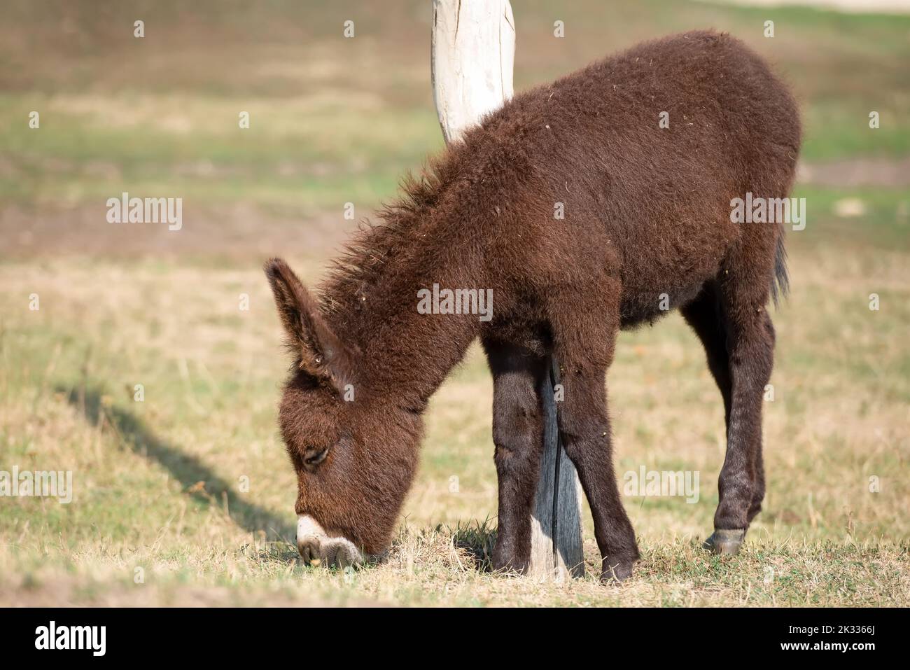 Young small brown donkey on a livestock farm Stock Photo - Alamy