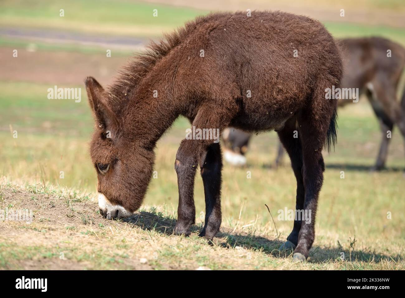 Baby miniature donkey hi-res stock photography and images - Alamy