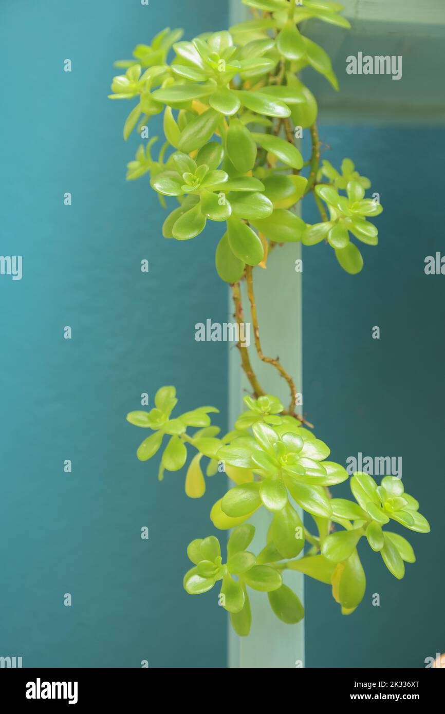 Beautiful fresh green tiny hanging succulent plant on blue teal stucco ...