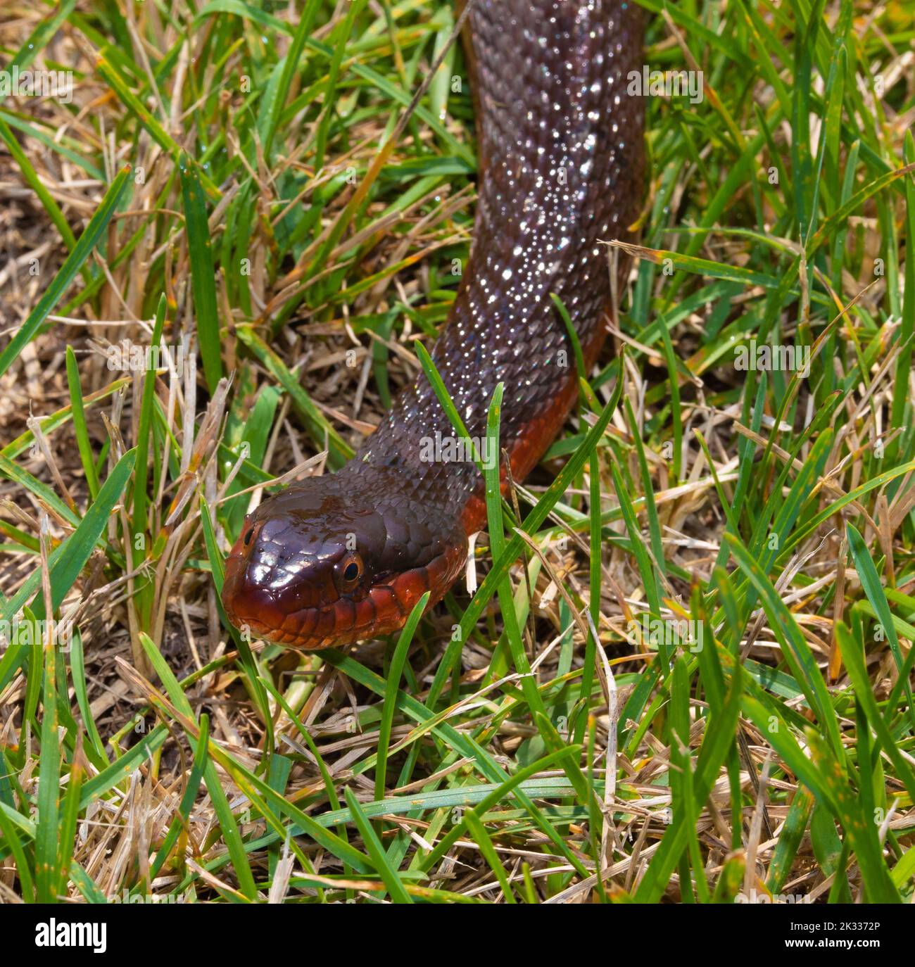 Red-bellied watersnake in grass in North Carolina Stock Photo - Alamy
