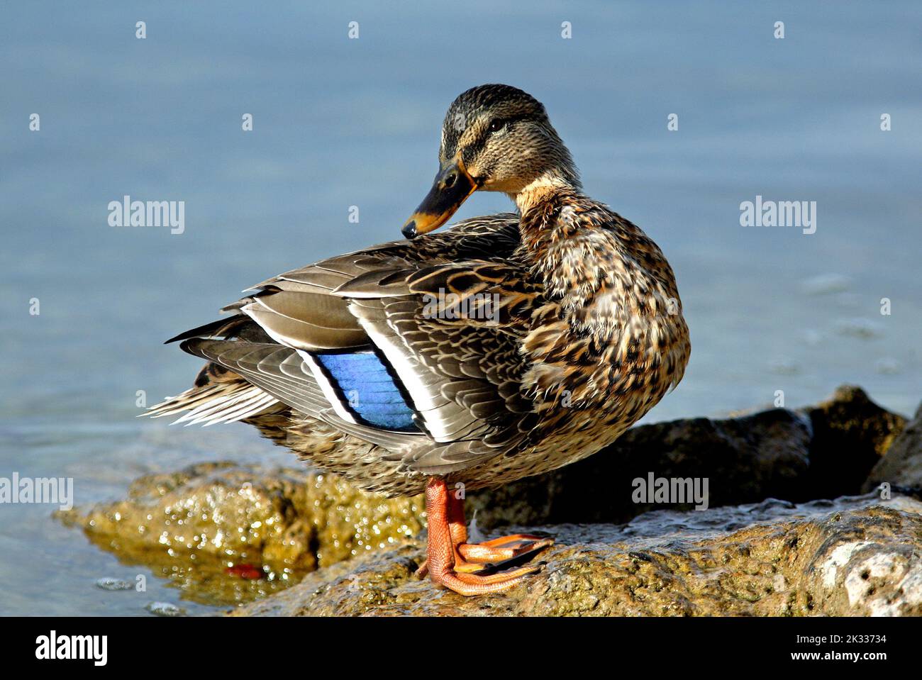 Wild Duck, Chiemsee, Bavaria Germany Stock Photo - Alamy