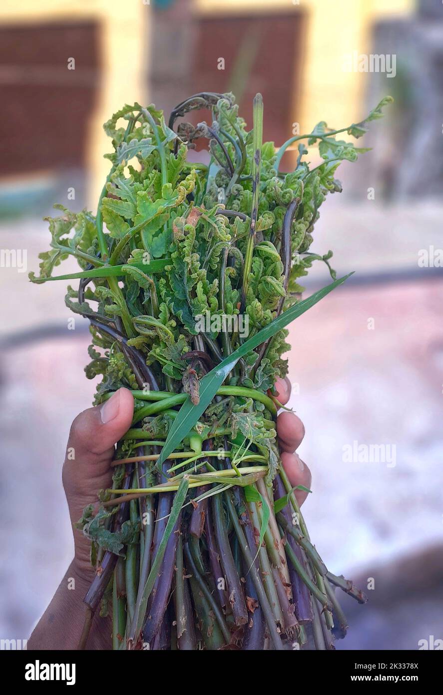 A closeup shot of a male hand holding Nepali Niuro wild vegetables with ...