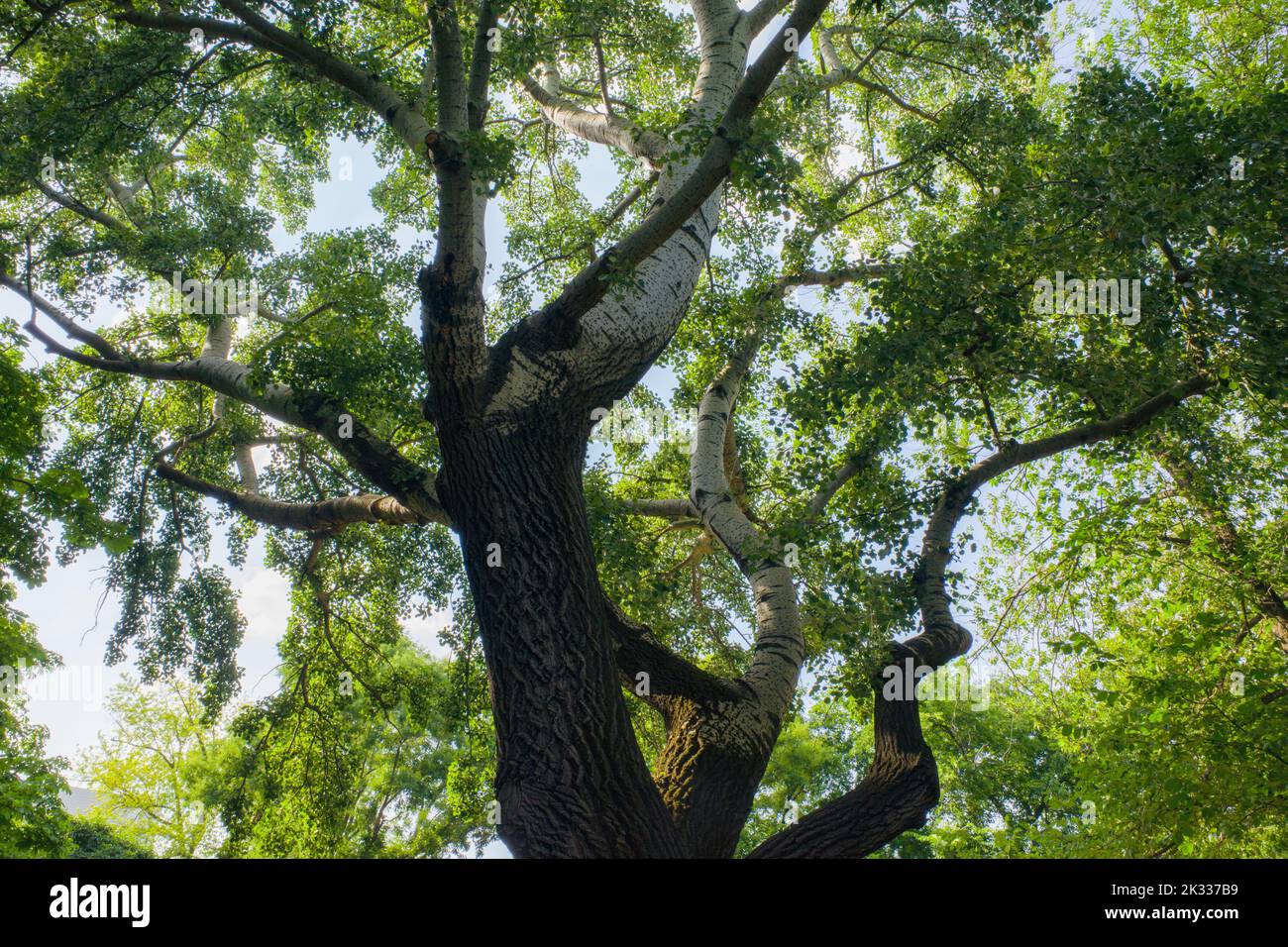 A beautiful shot of a big green tree in the park under blue sky on a ...