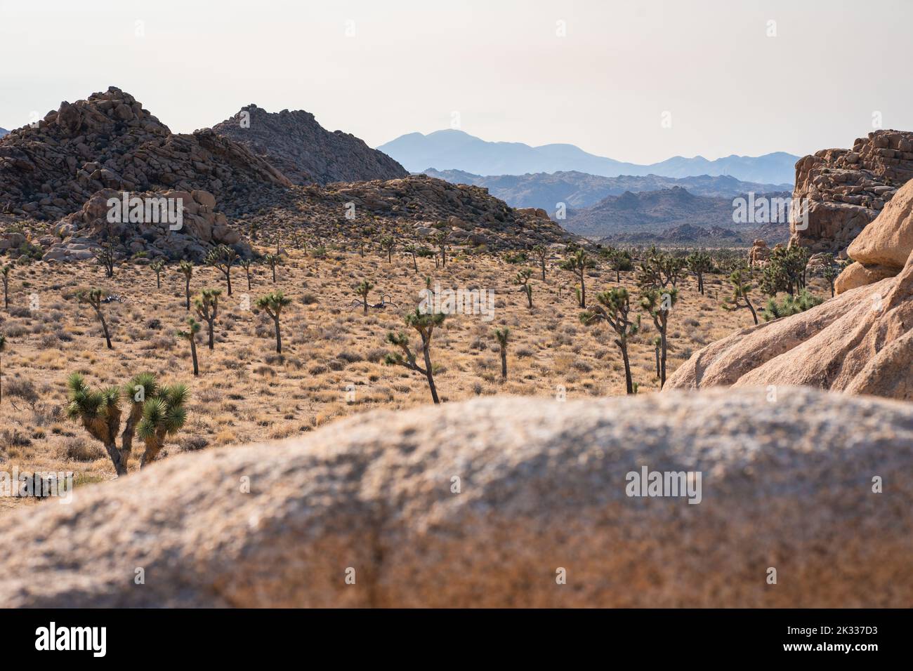 The little Pioneertown trees in the desert at Joshua Tree National Park ...