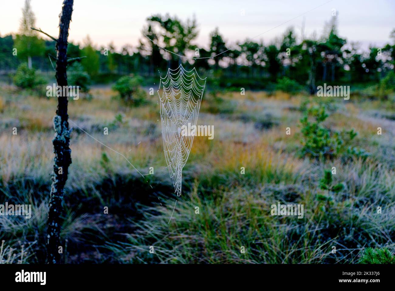 spider web, black silhouettes of trees in the backlight, swamp at ...