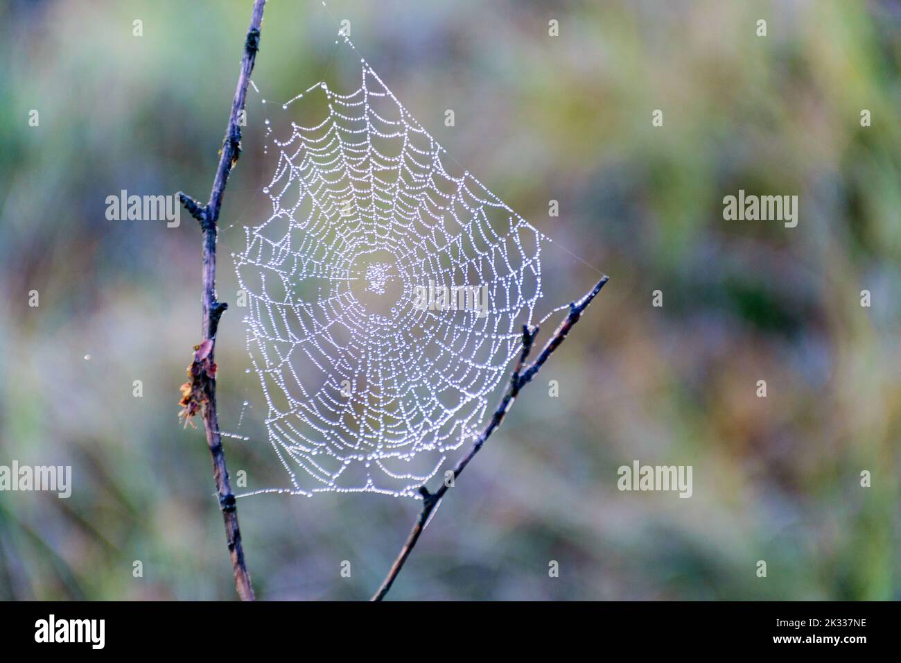 spider web, black silhouettes of trees in the backlight, swamp at ...