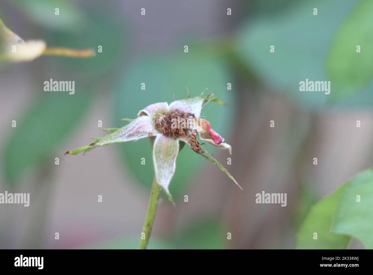 A flower stem with out petals with bokeh background Stock Photo - Alamy