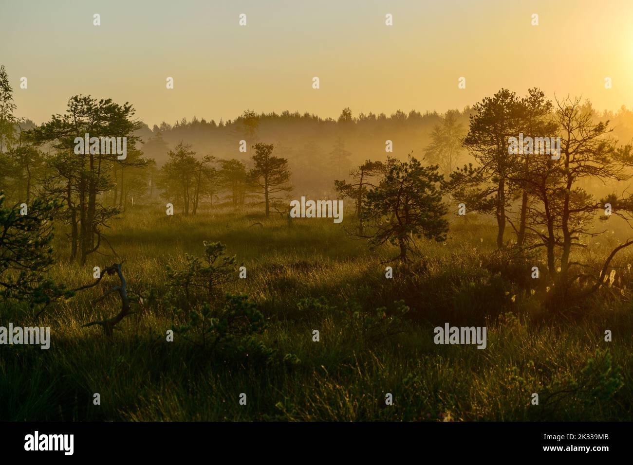 warm sun sunrise in swamp landscape, foggy bog with summer colors ...