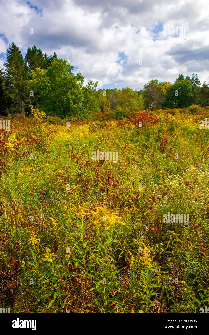 An old fiield meadow in late summer at the Varden Conservation Area in ...