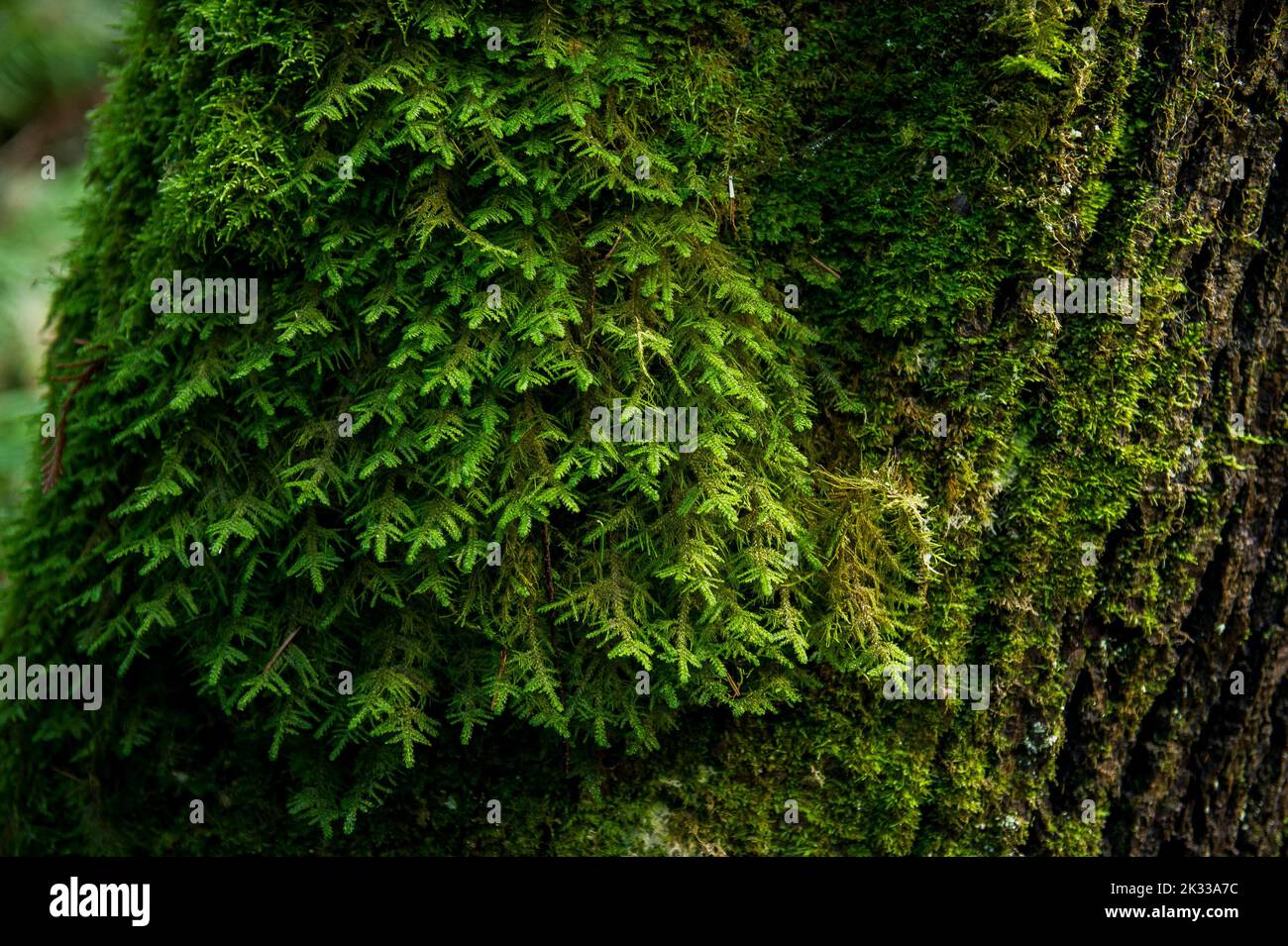 A scenic shot of a moss-covered tree in a forest Stock Photo - Alamy
