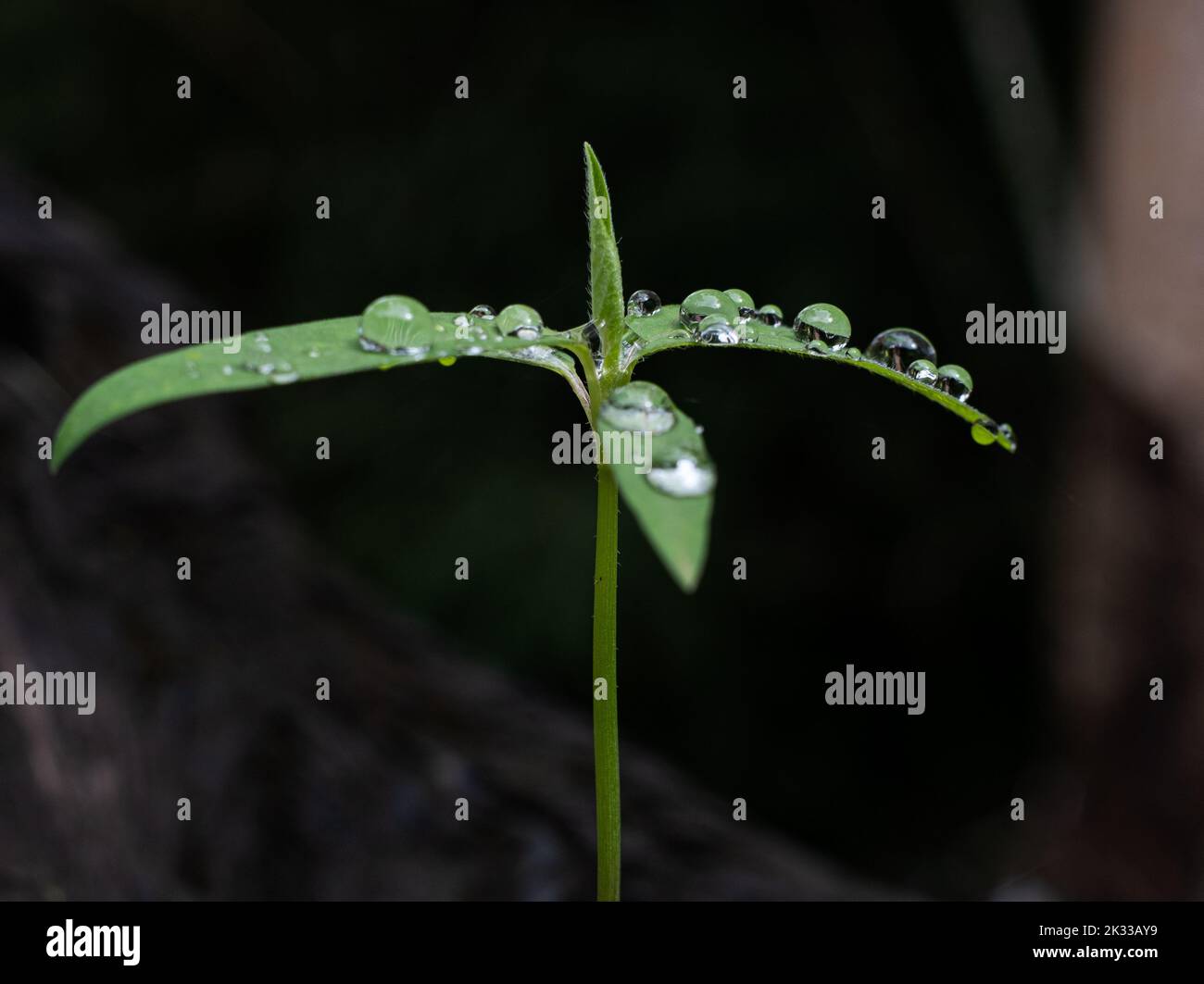 Plant tree growing seedling hi-res stock photography and images - Alamy