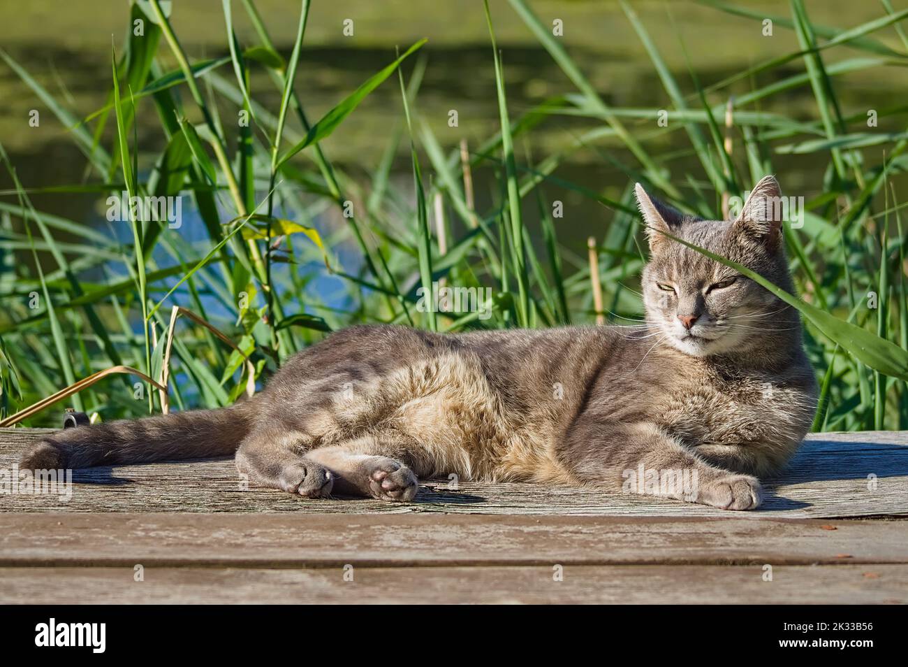 Water wooden deck hi-res stock photography and images - Alamy