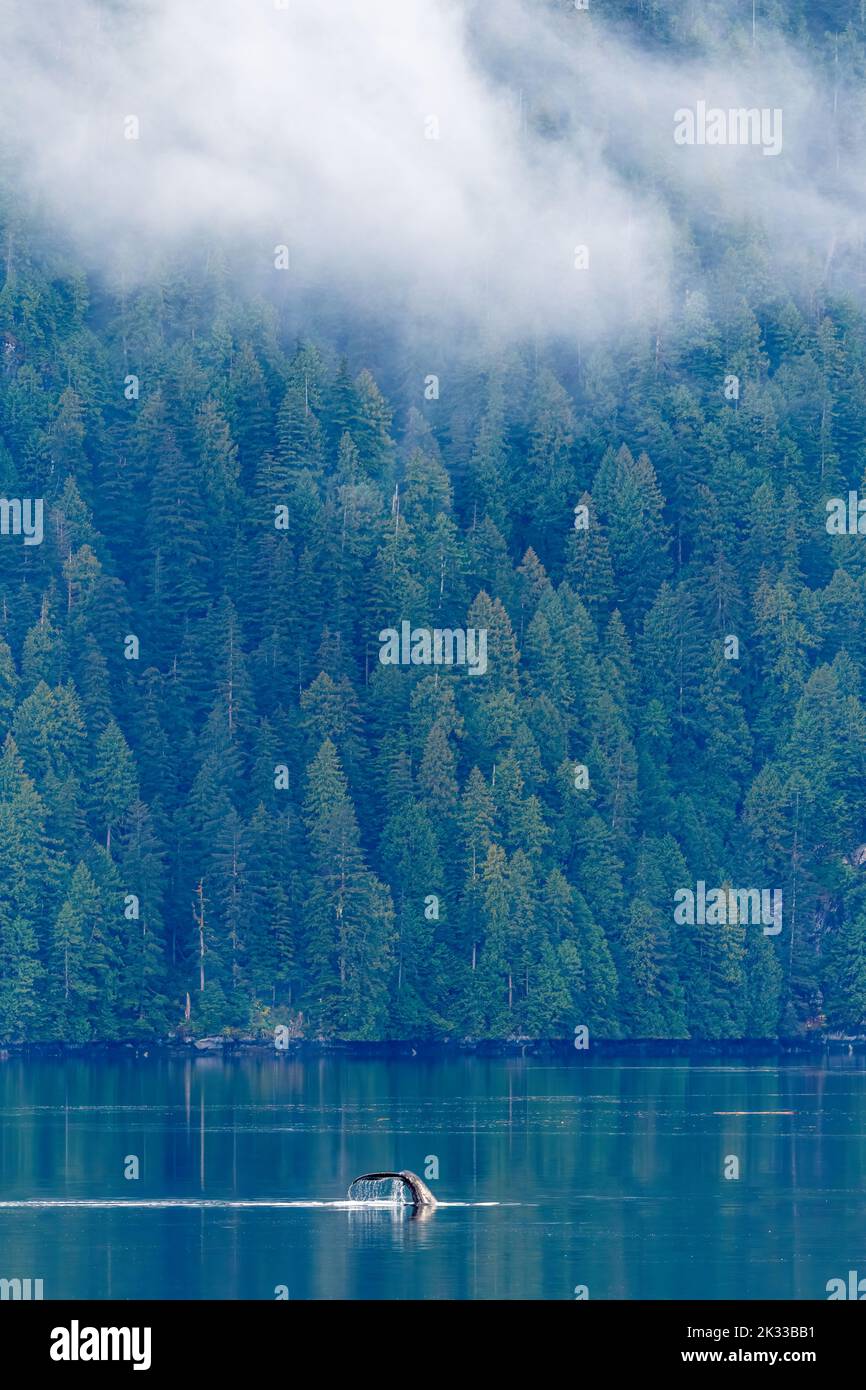 A cloudy forest is background for a humpback whale (Megaptera ...