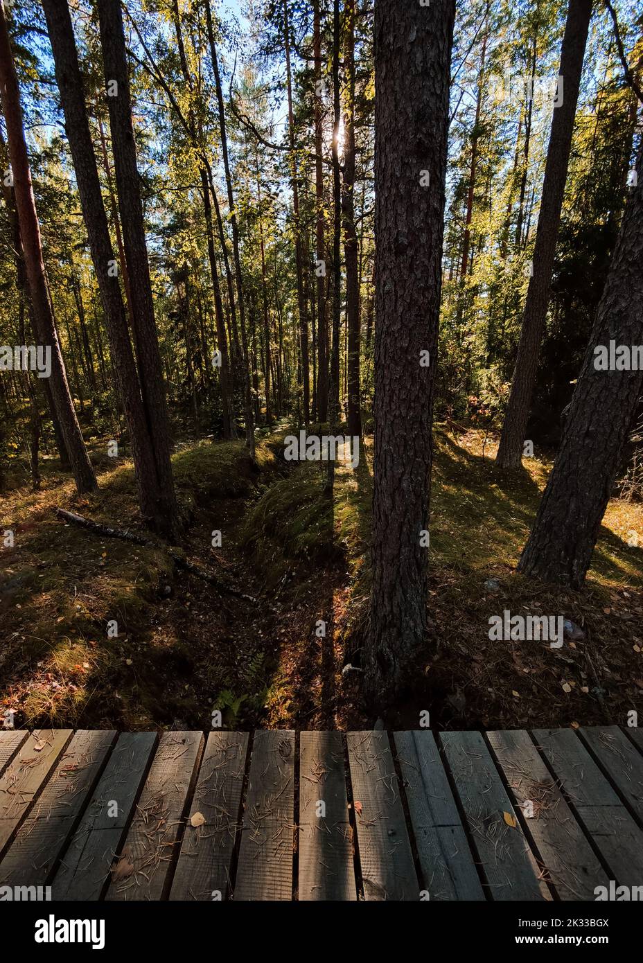 Eco path wooden walkway in the forest. Ecological trail path ...