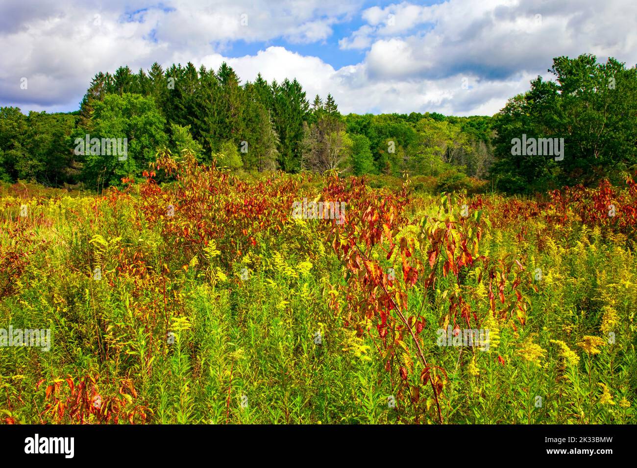 An old fiield meadow in late summer at the Varden Conservation Area in ...