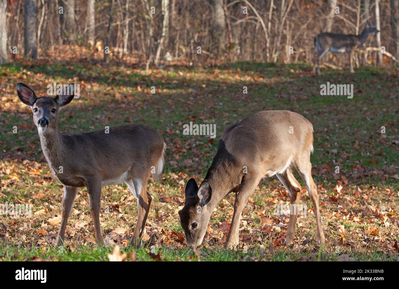 Two yearling whitetail deer up close while their doe stands guard ...