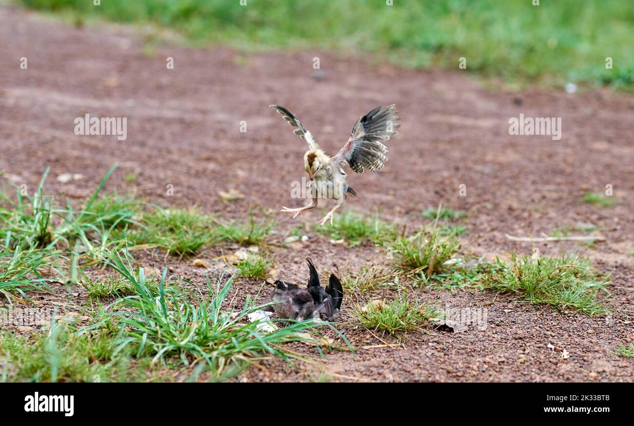 Baby chickens learn to fight each other on a free range farm Stock ...