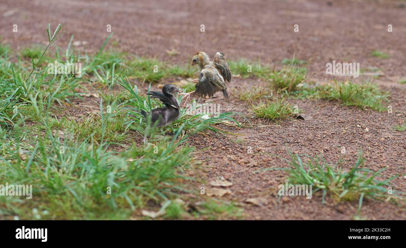 Baby chickens learn to fight each other on a free range farm Stock ...