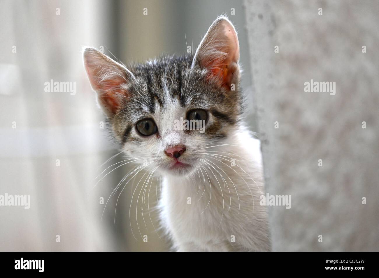 Cat hiding behind wall hi-res stock photography and images - Alamy