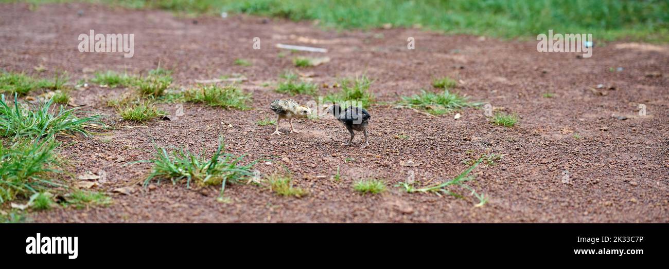 Baby chickens learn to fight each other on a free range farm Stock ...
