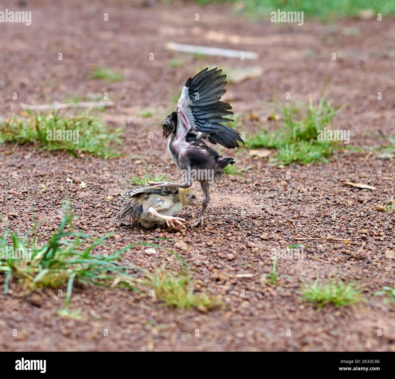 Angry chickens hi-res stock photography and images - Alamy