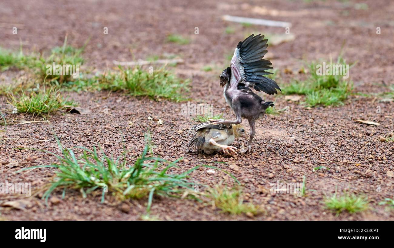 Baby chickens learn to fight each other on a free range farm Stock ...