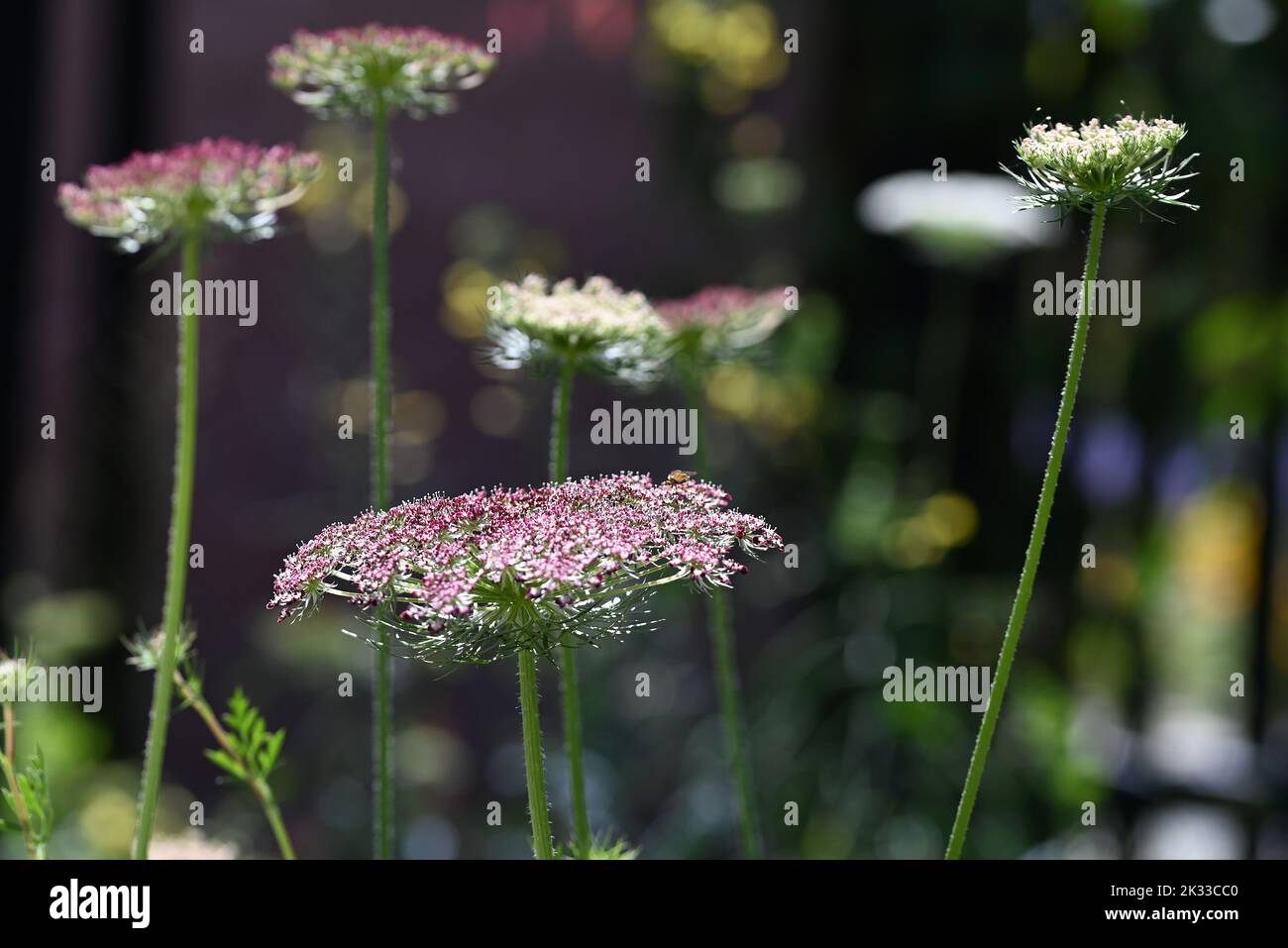 Purple wild carrot flower hi-res stock photography and images - Alamy