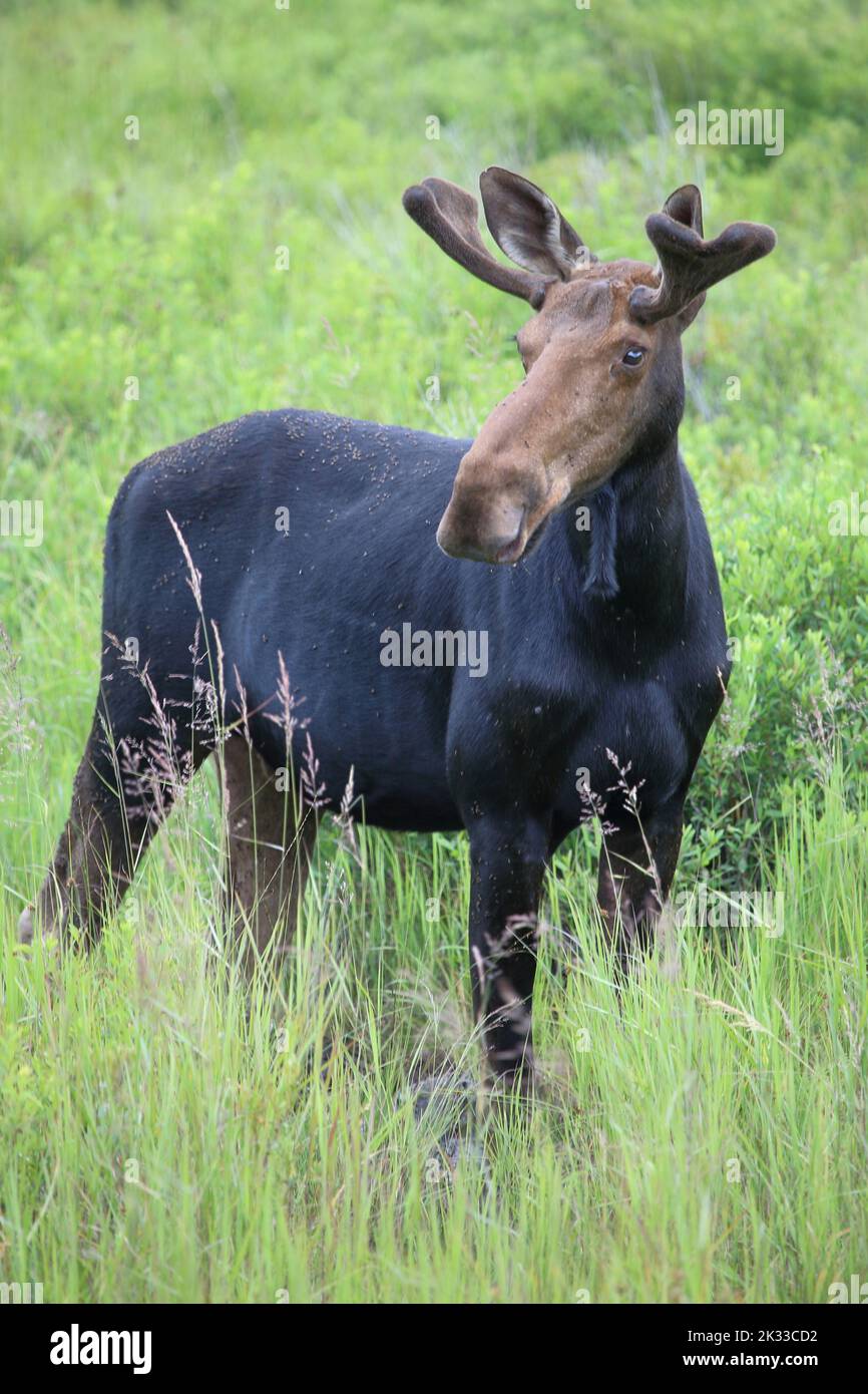 Alces europa hi-res stock photography and images - Alamy