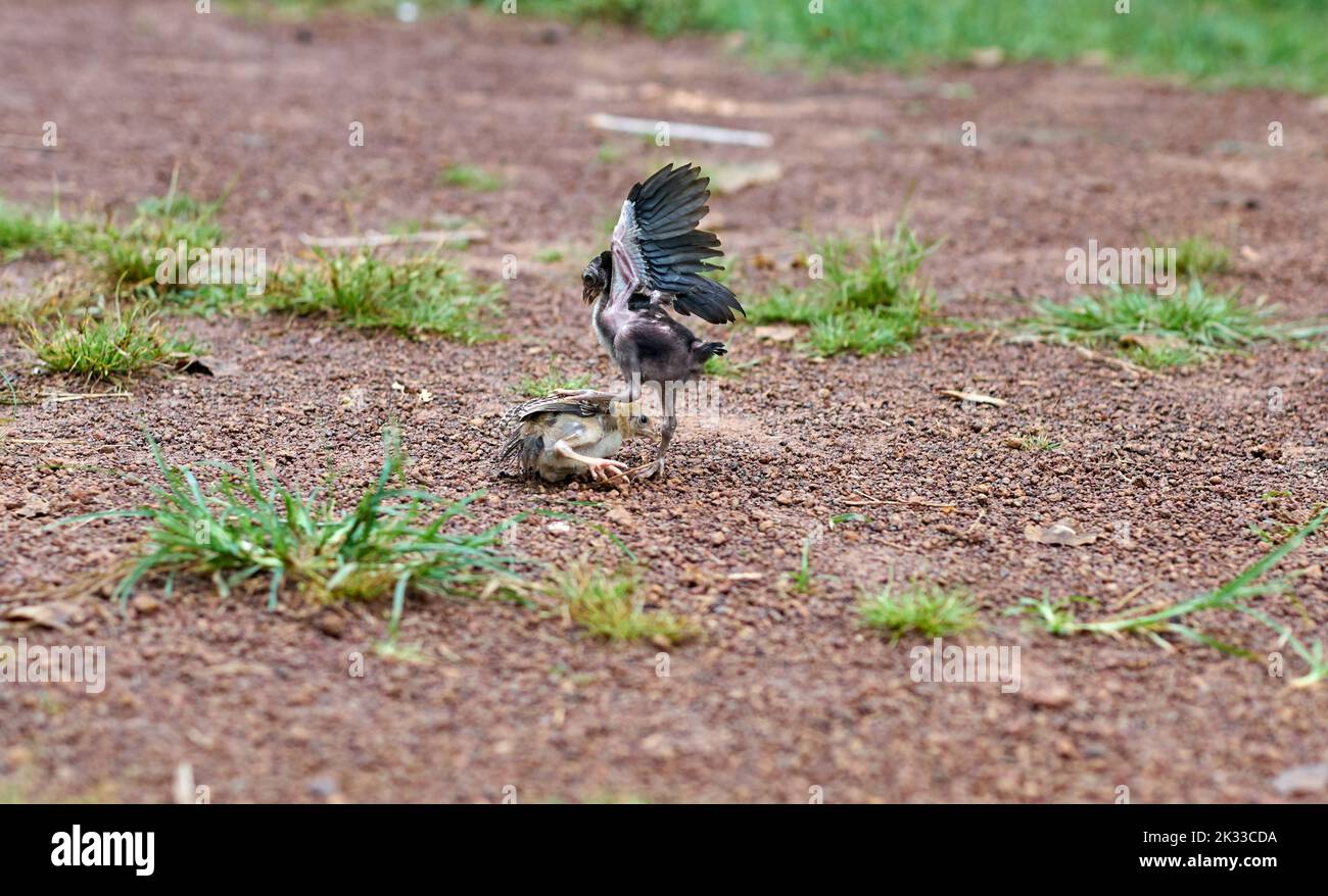 Angry chickens hi-res stock photography and images - Alamy