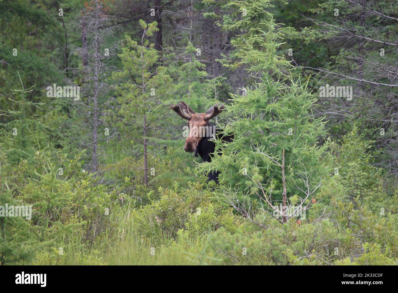 Elch canada hi-res stock photography and images - Alamy