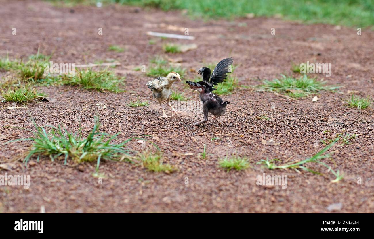 Angry chickens hi-res stock photography and images - Alamy